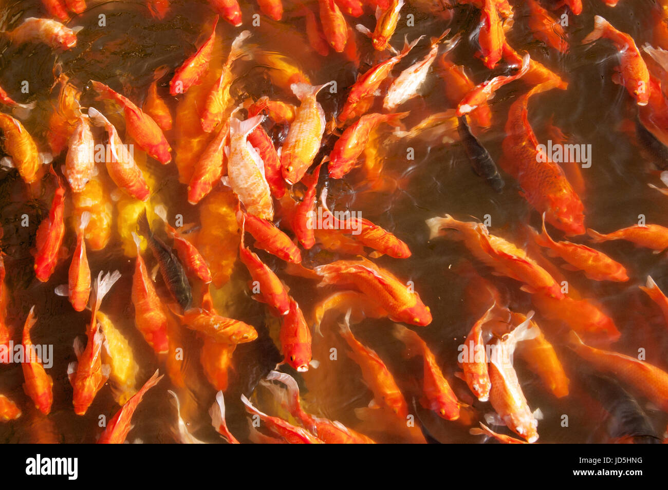 Goldfish red many animal animals aquarium aquatic assorted care hi-res ...