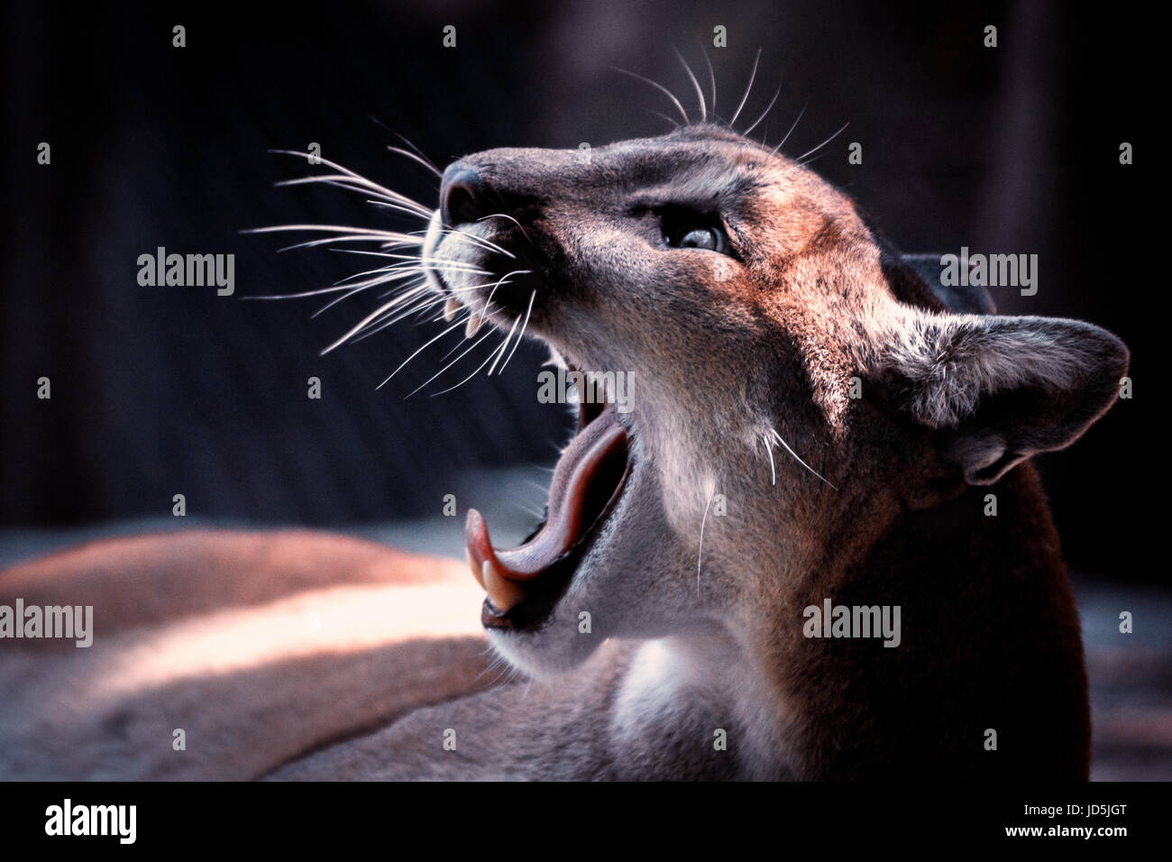 close-up of a cougar (Puma concolor) yawning, looking like he's roaring ...