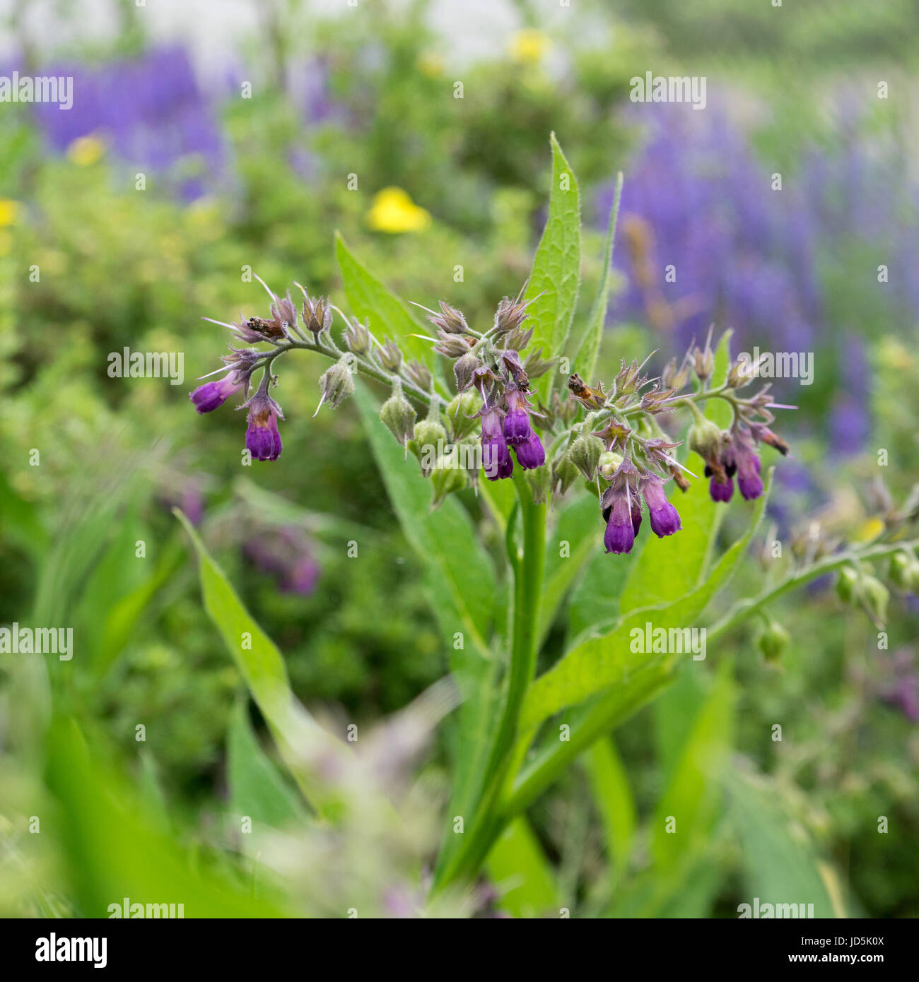 Comfrey plant with violet flowers Stock Photo - Alamy