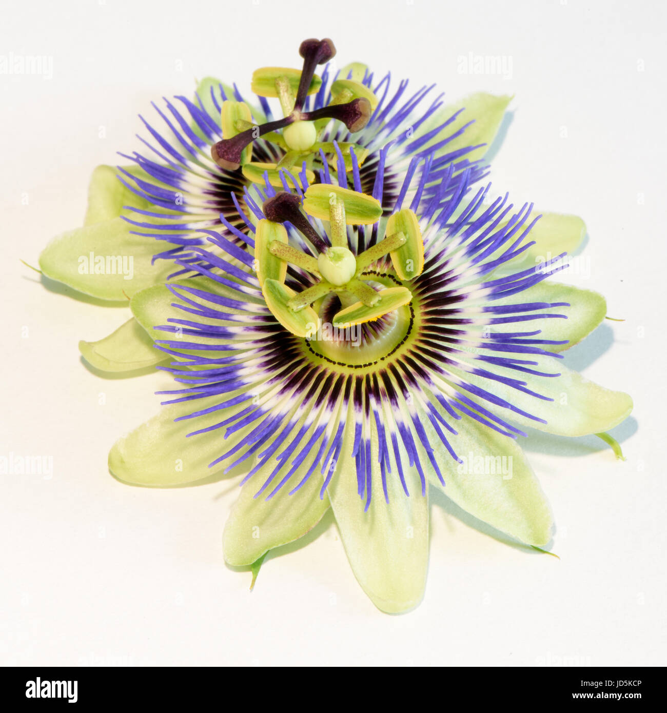 Detailed color macro of two passion flower blossoms on white background ...