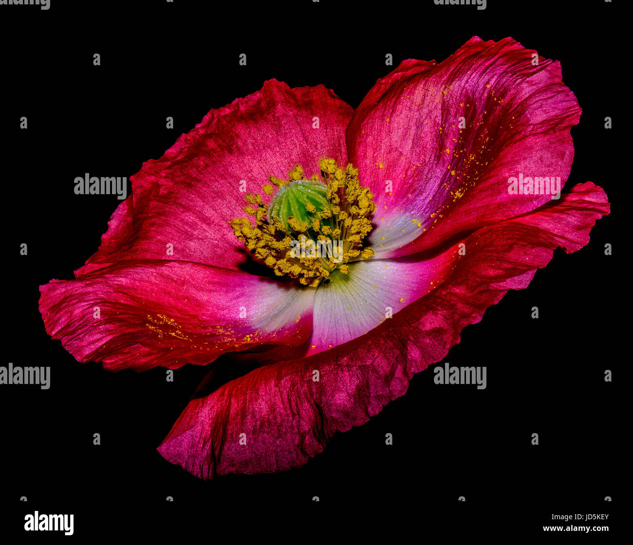 Floral fine art macro portrait of a dark red green violet flowering ...