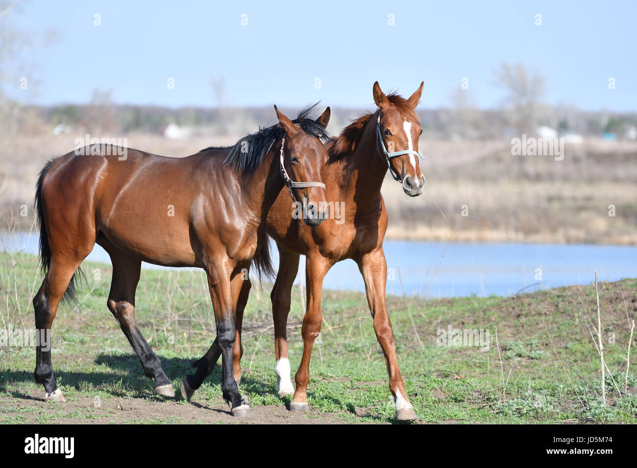 Horses on a farm in spring time Stock Photo - Alamy