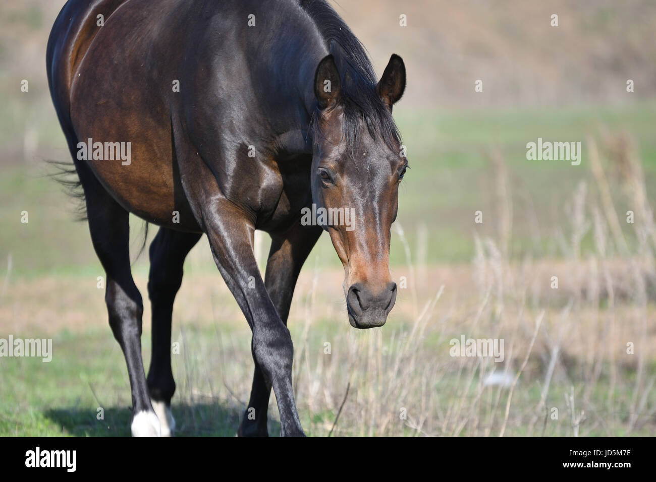 Horses on a farm in spring time Stock Photo - Alamy