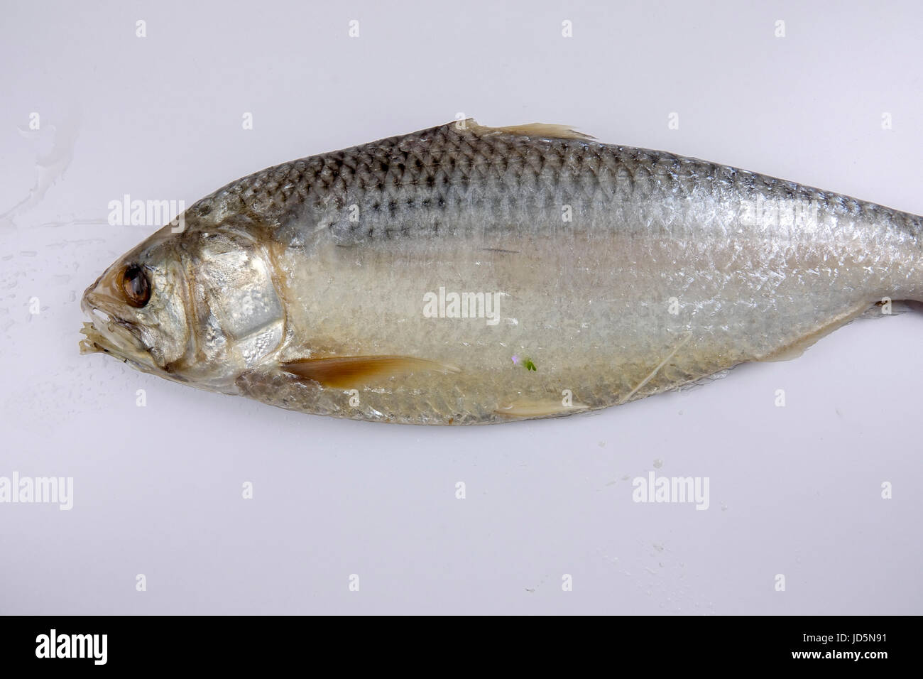 Raw salted fish isolated on white Stock Photo - Alamy
