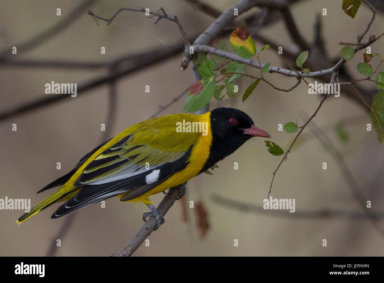 African oriole hi-res stock photography and images - Alamy