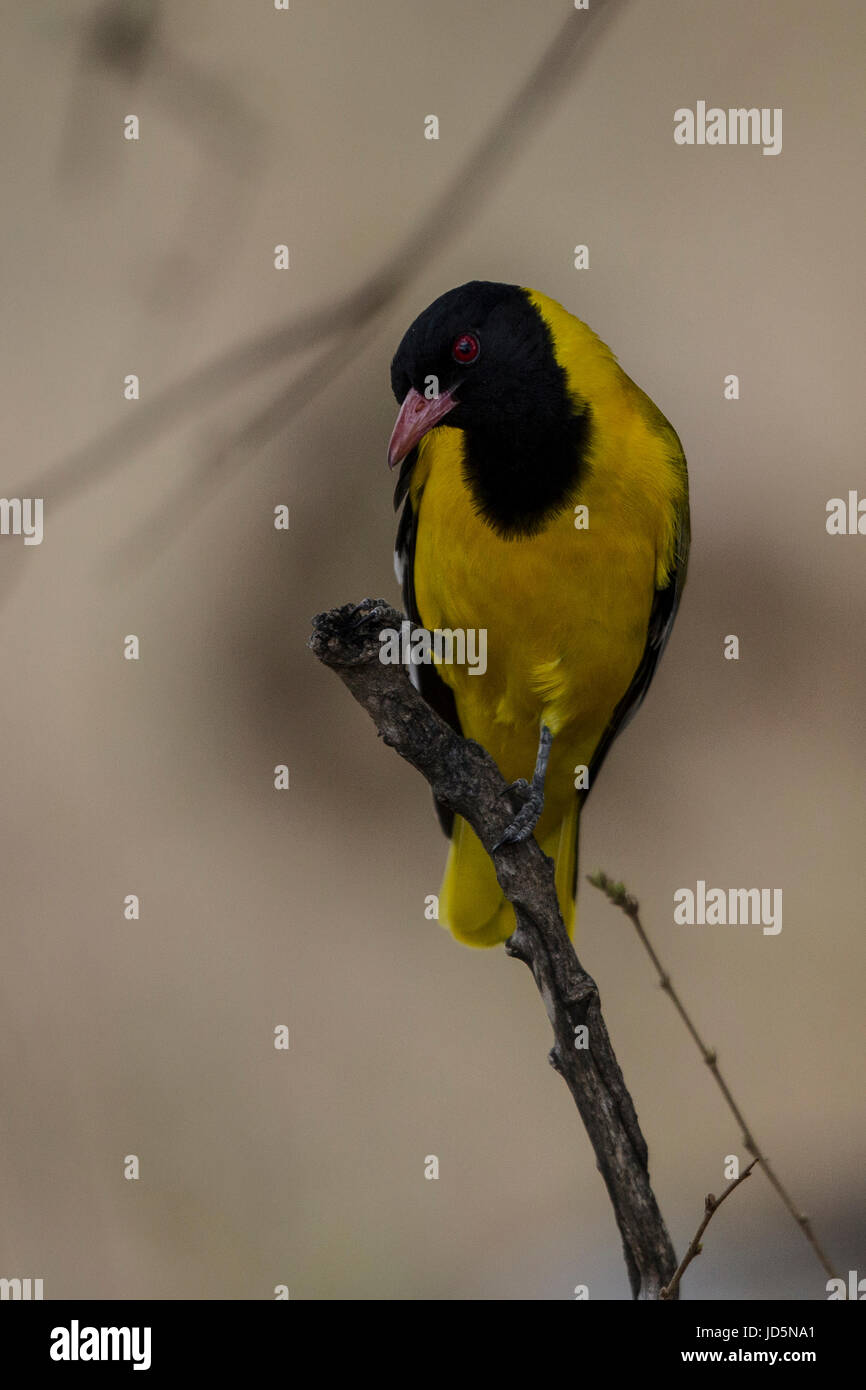 African oriole hi-res stock photography and images - Alamy
