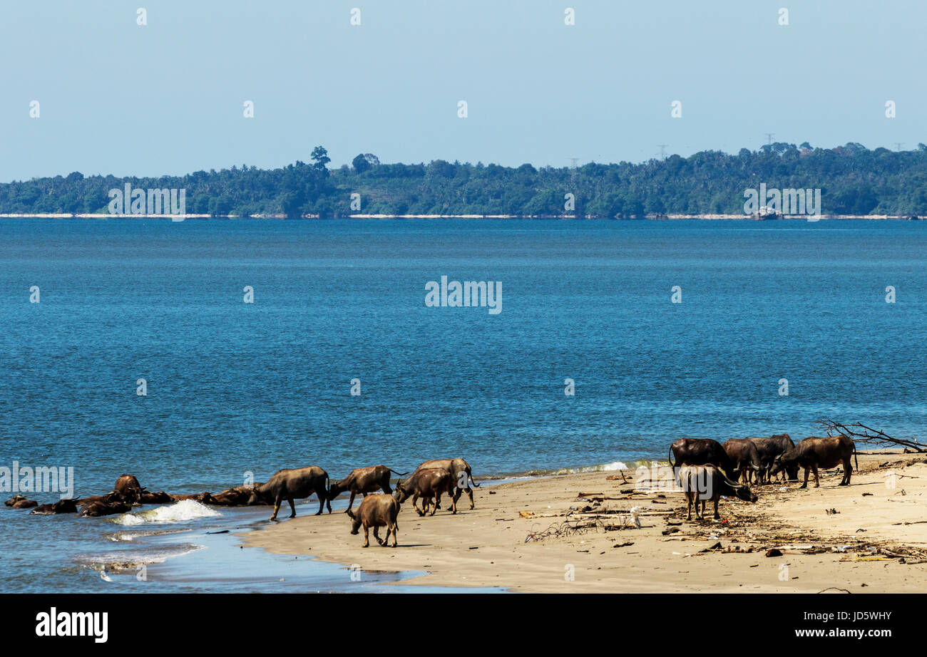 Water buffalo keeping cool in sea just off Island of Labuan East ...