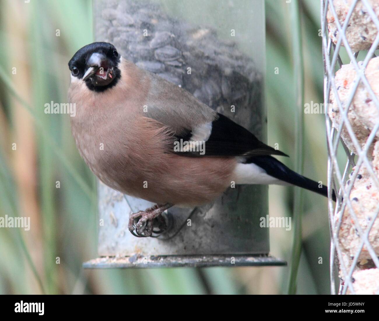 Bullfinch and feeder hi-res stock photography and images - Alamy