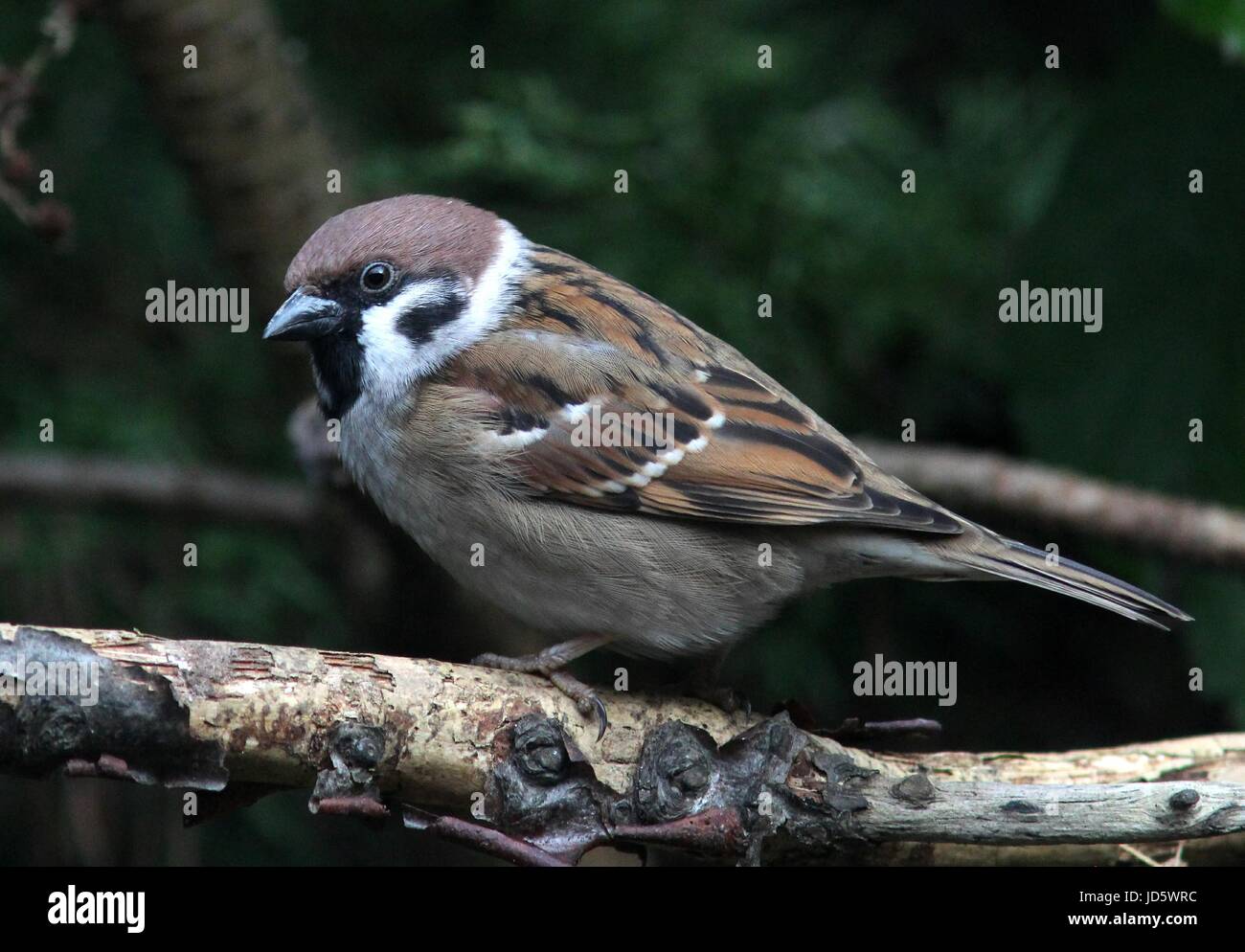 Tree sparrow Stock Photo - Alamy