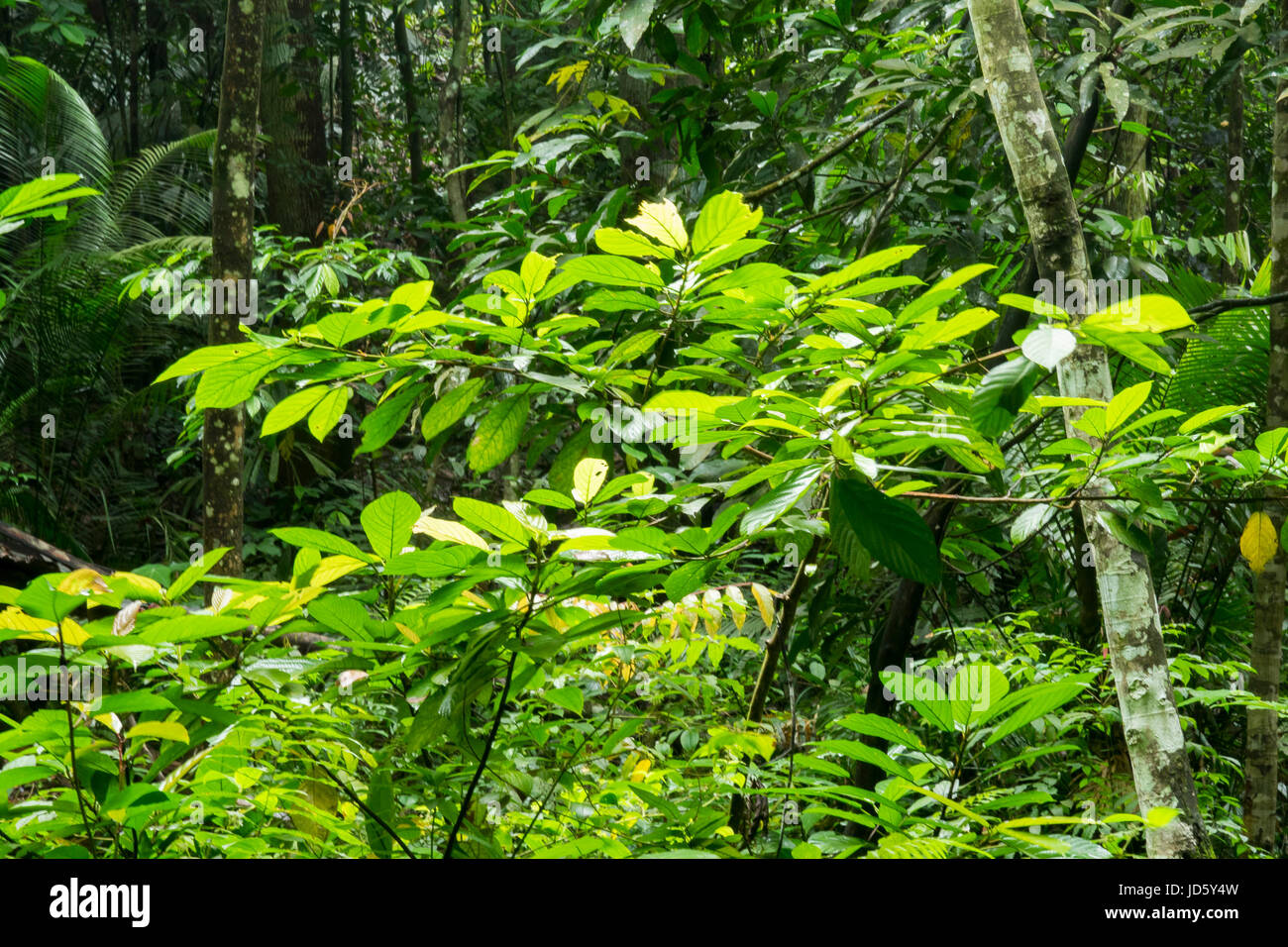 Kanching waterfall hi-res stock photography and images - Alamy