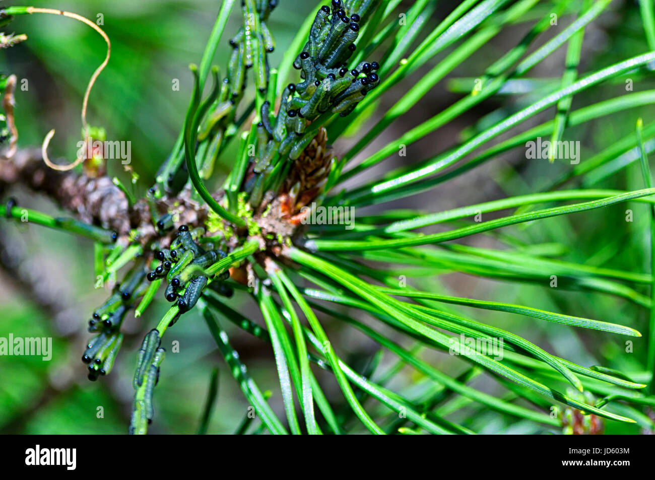 Invasive sawflies, Larch sawfly, Pristiphora erichsonii, larvae on a ...