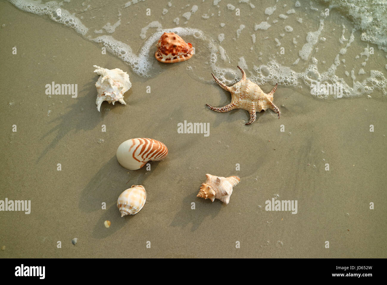 Many types of beautiful natural seashells scattered on the beach ...