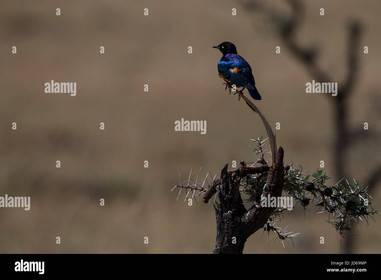 Splendid starlings hi-res stock photography and images - Alamy