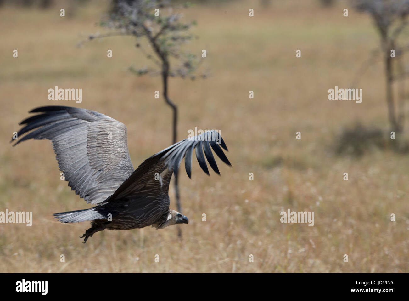 Vulture in Flight Stock Photo - Alamy