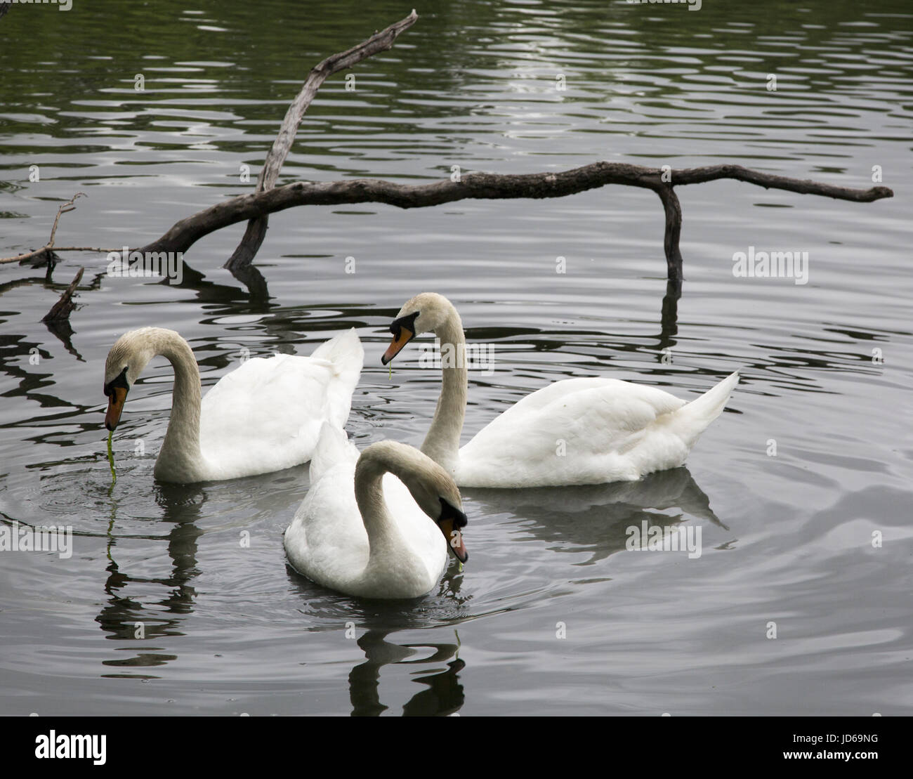 Three swans feeding in the lake in Prospect Park, Brooklyn, NY Stock ...