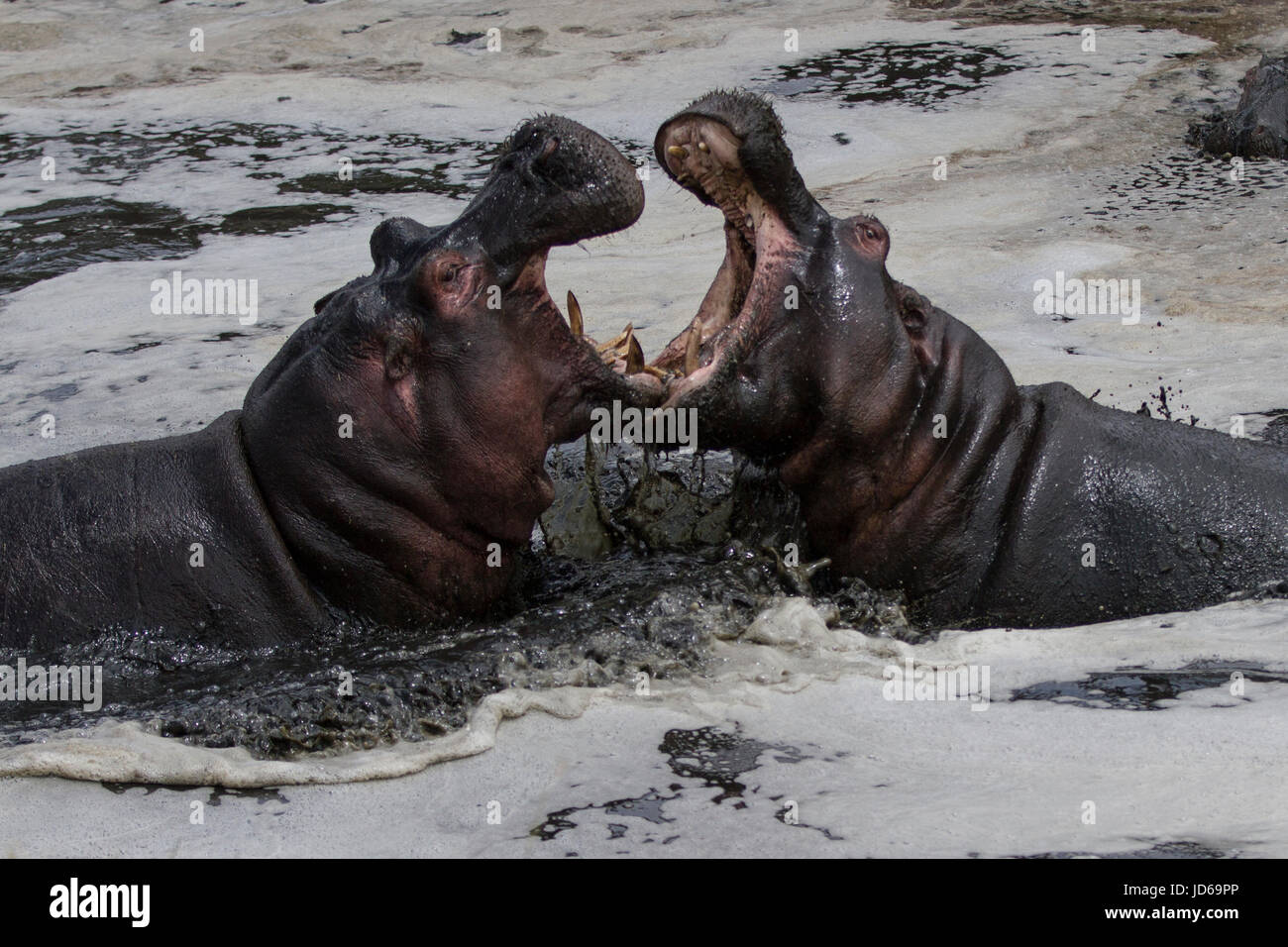 Hippos Fighting over Territory in a stagnant pool of water Stock Photo ...