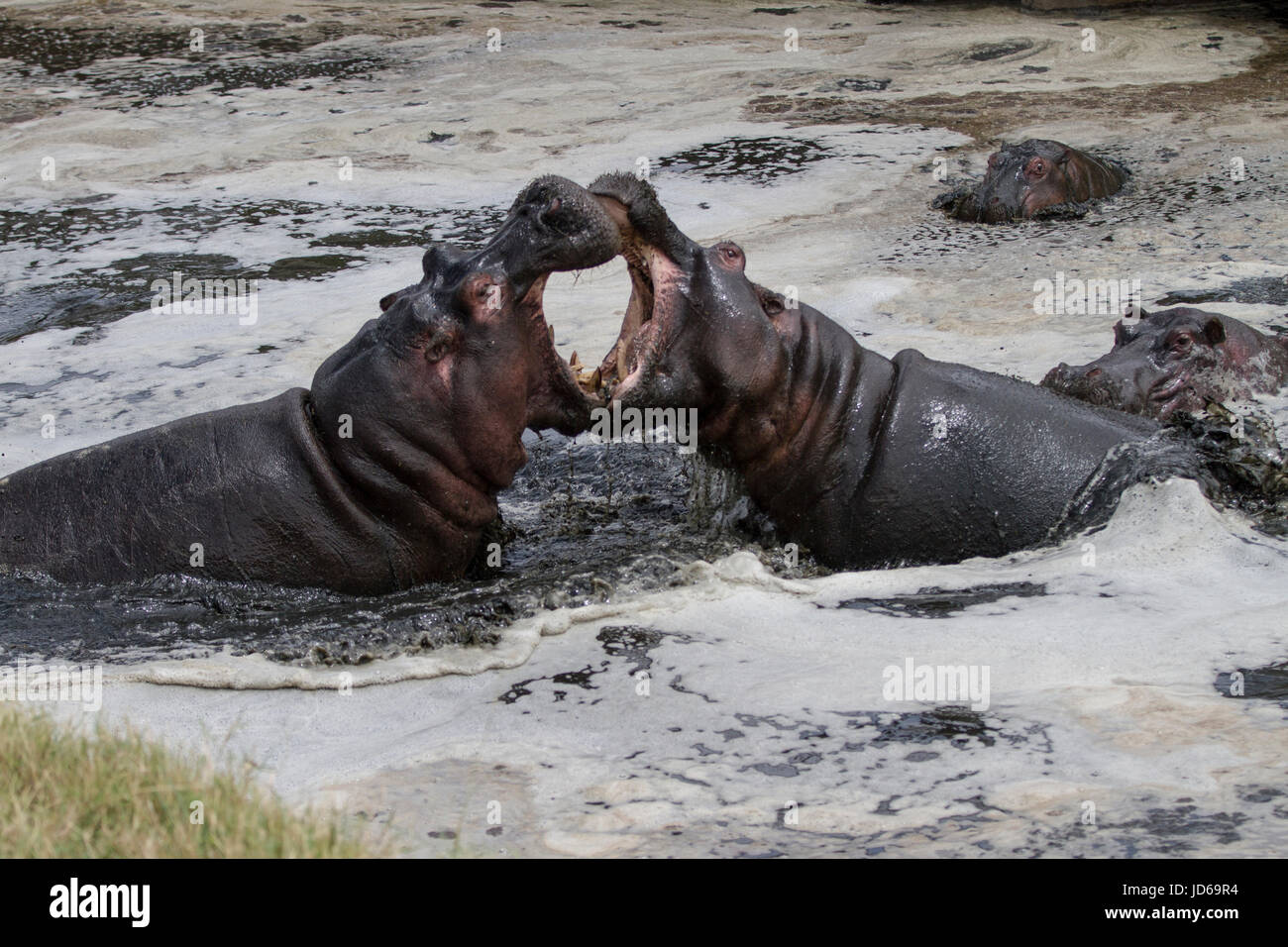 Hippos Fighting over Territory in a stagnant pool of water Stock Photo ...