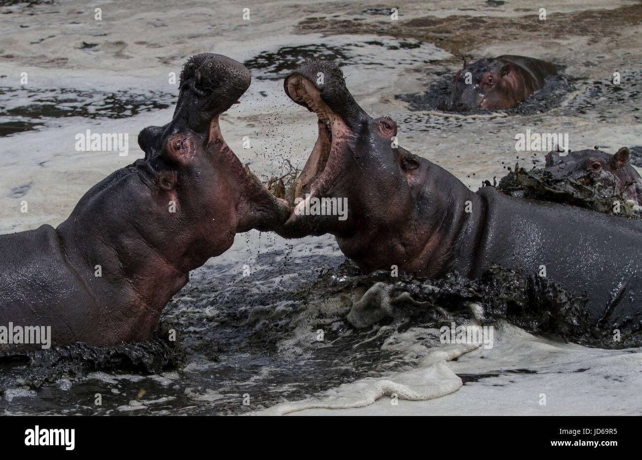 Hippos Fighting over Territory in a stagnant pool of water Stock Photo ...