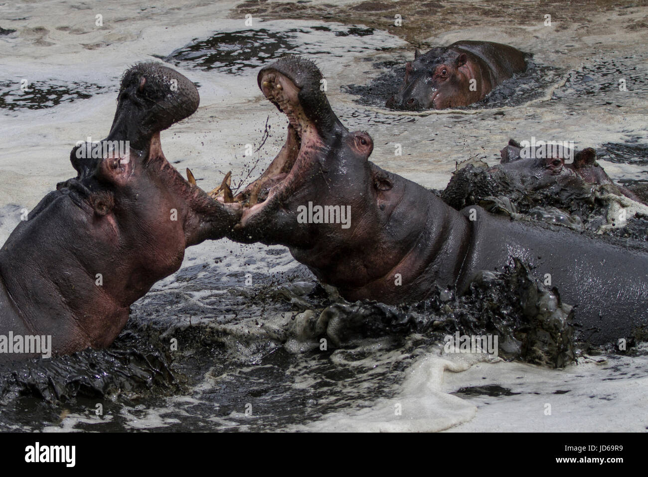 Hippos Fighting over Territory in a stagnant pool of water Stock Photo ...