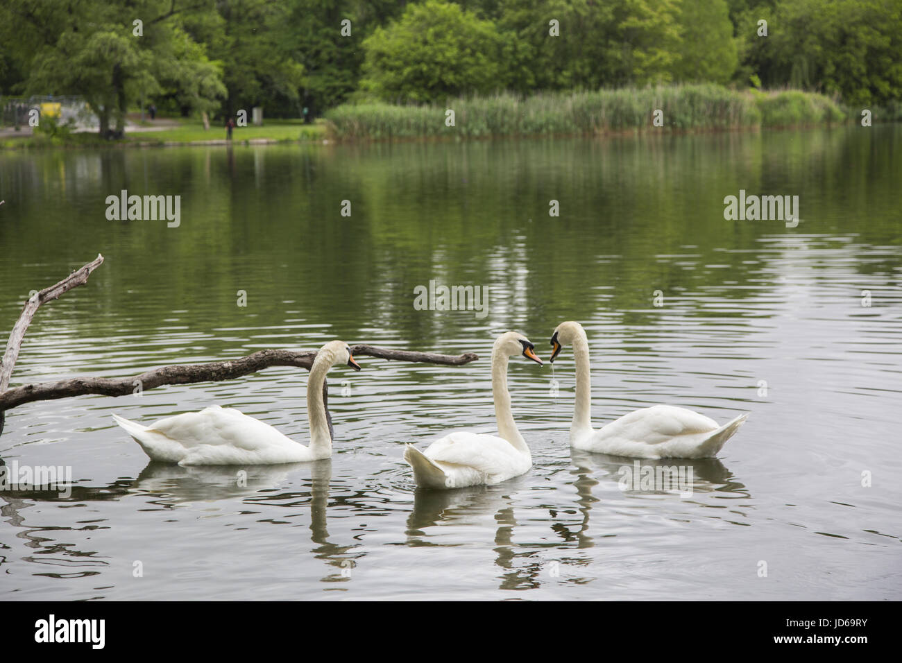 Three swans feeding in the lake in Prospect Park, Brooklyn, NY Stock ...