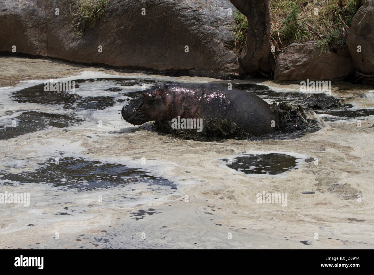 Hippos Fighting over Territory in a stagnant pool of water Stock Photo ...