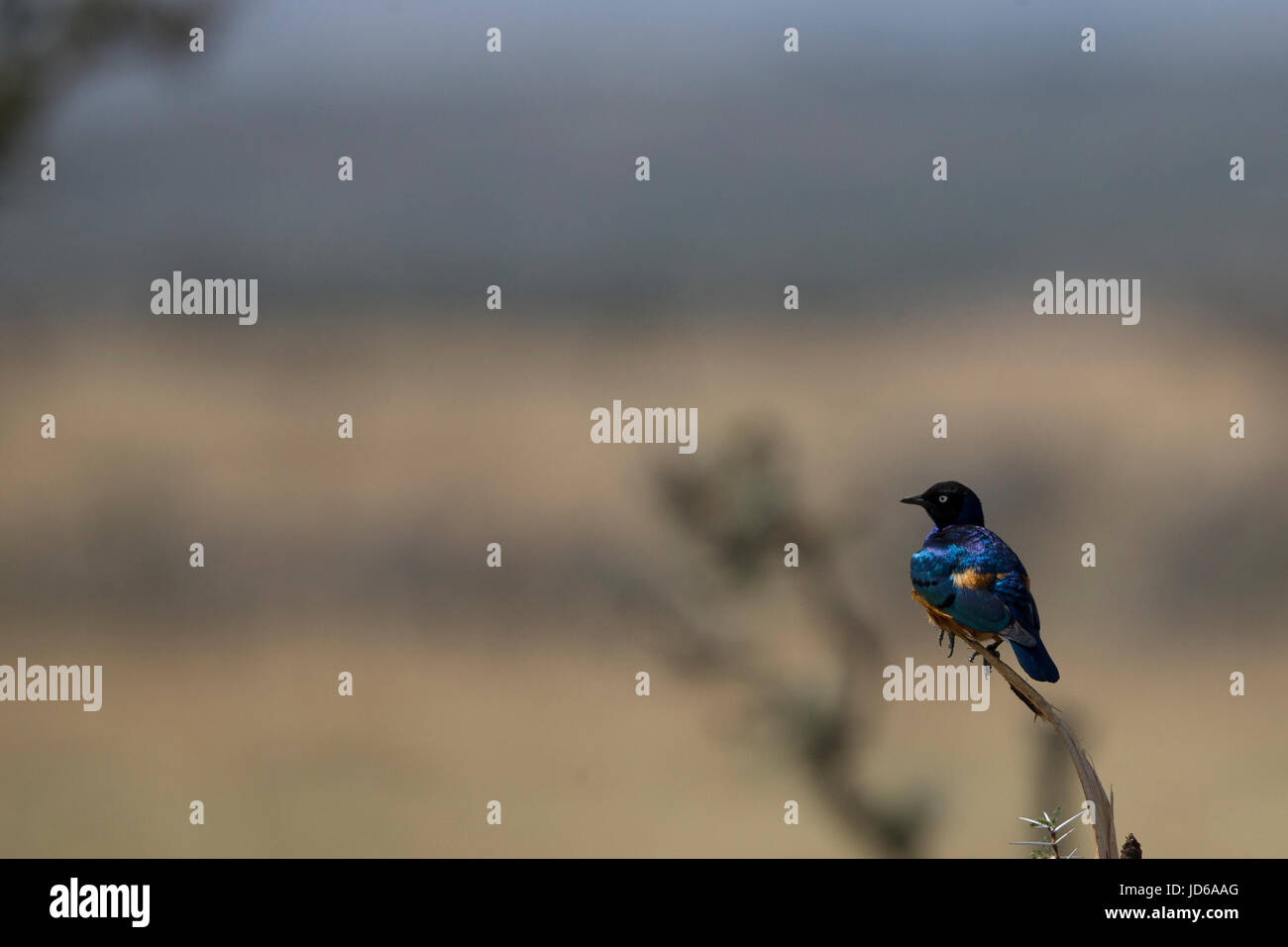 Splendid starlings hi-res stock photography and images - Alamy