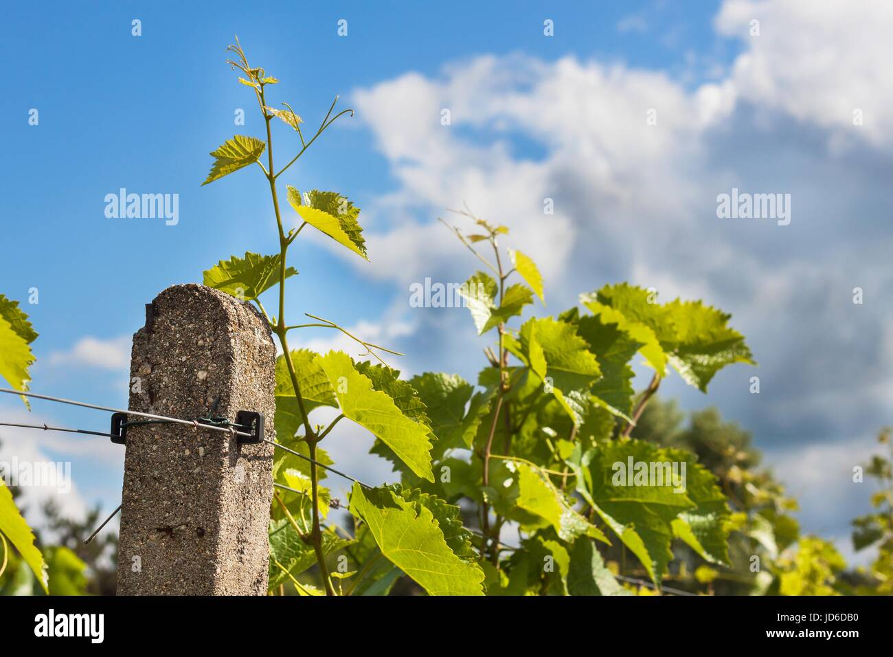 Summer morning on a vineyard in the Czech Republic. Vine growing Stock ...
