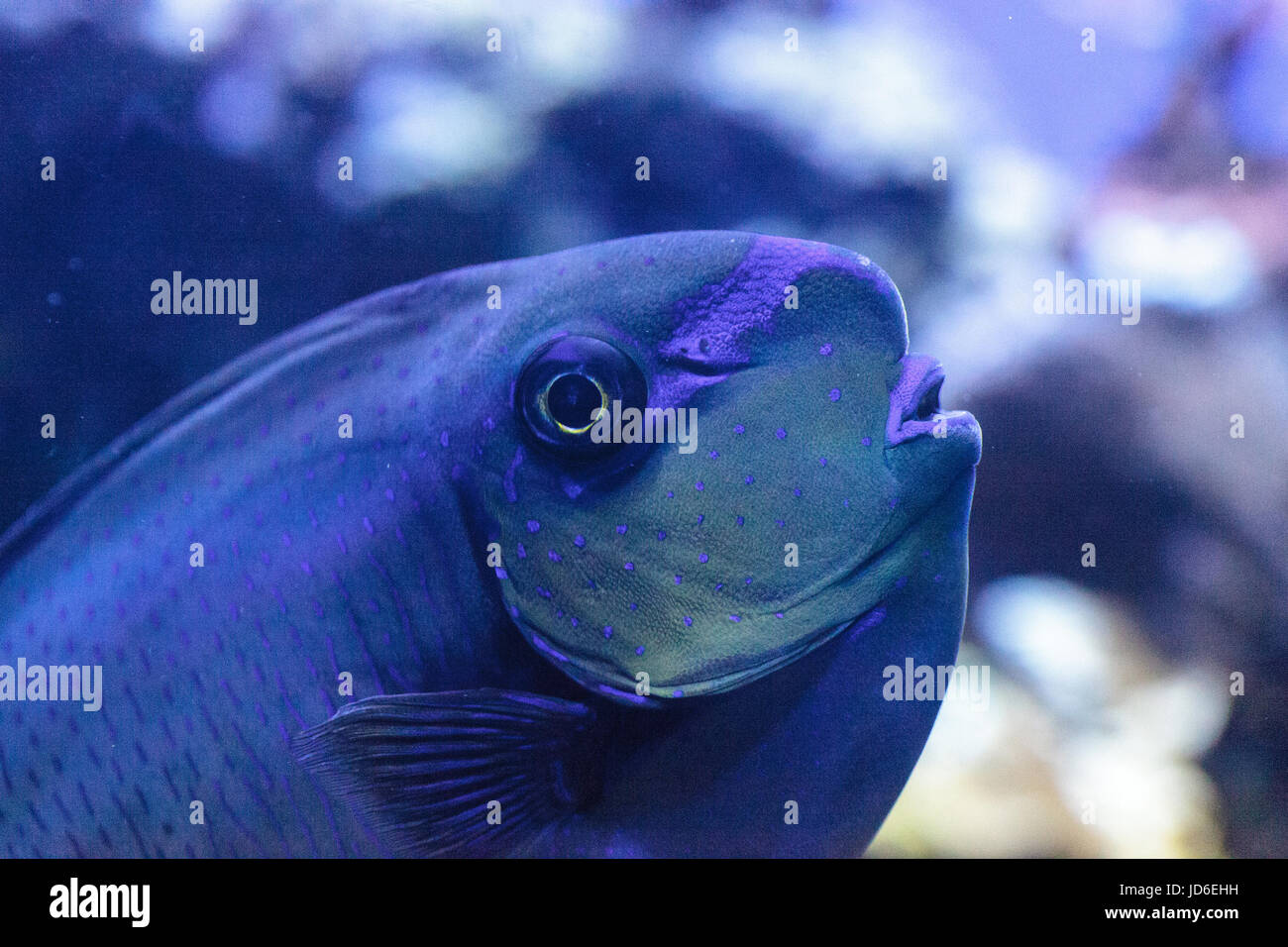 Unicornfish known naso fish hi-res stock photography and images - Alamy