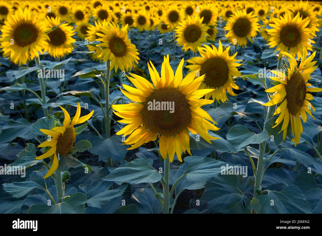 The sunflower is native to the Americas where it was cultivated since ...