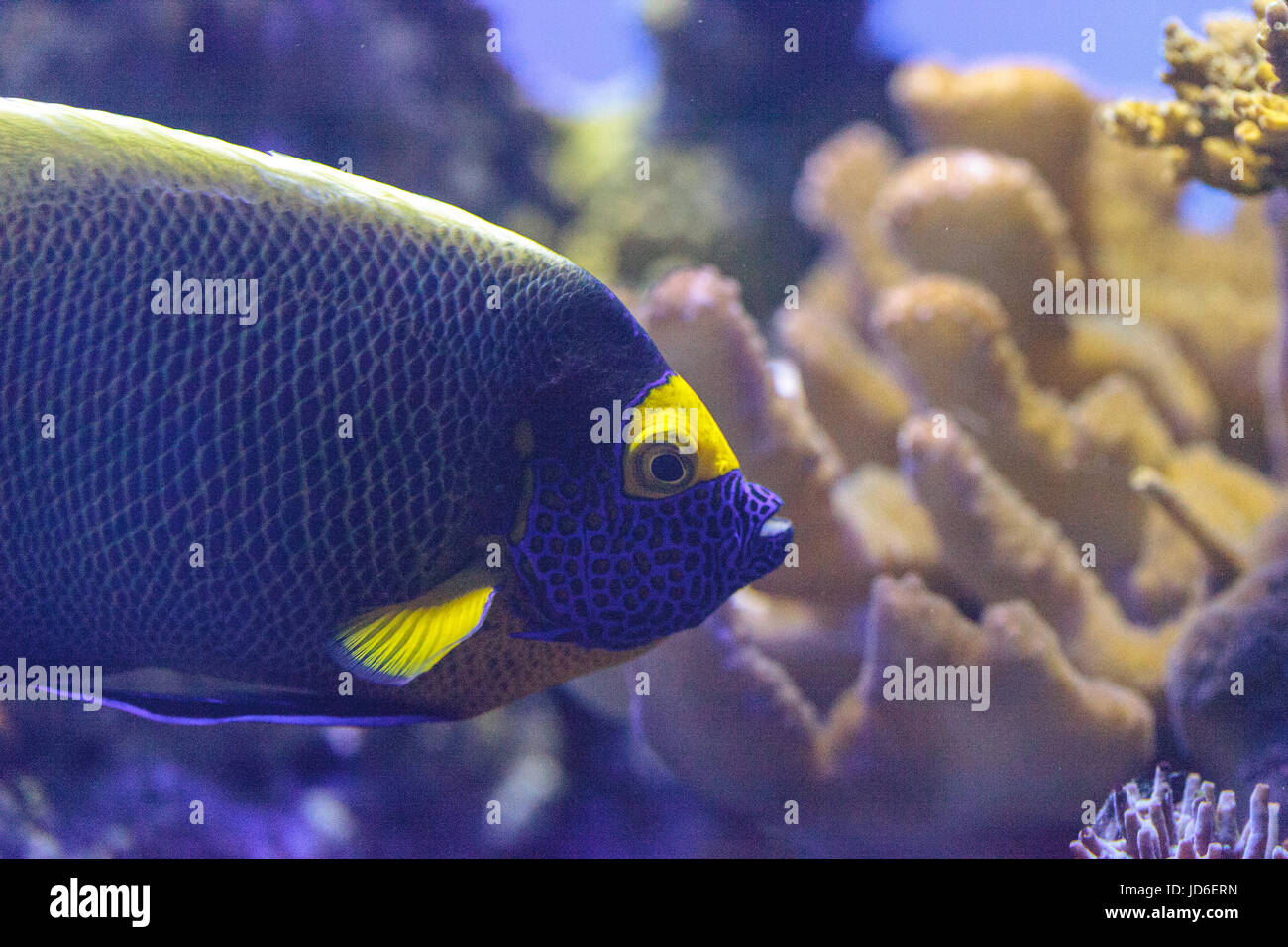 Blue faced angelfish Pomacanthus xanthometopon in a coral reef Stock ...