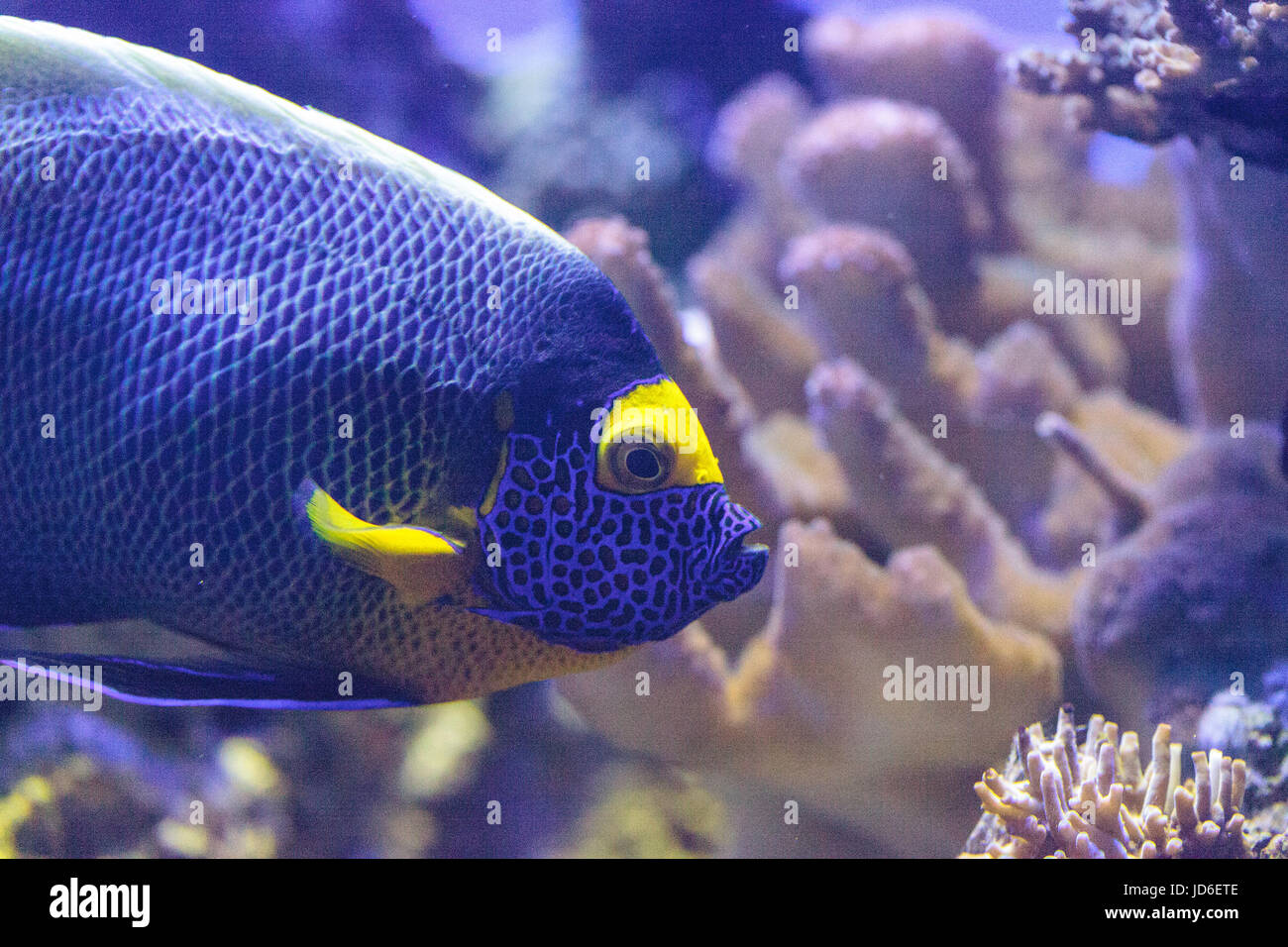 Blue faced angelfish Pomacanthus xanthometopon in a coral reef Stock ...