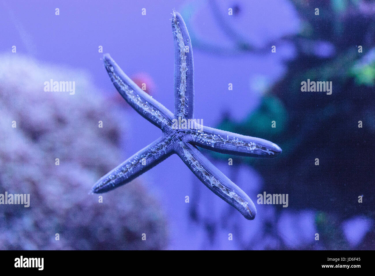 Blue starfish Linckia laevigata is also called the blue sea star or the ...