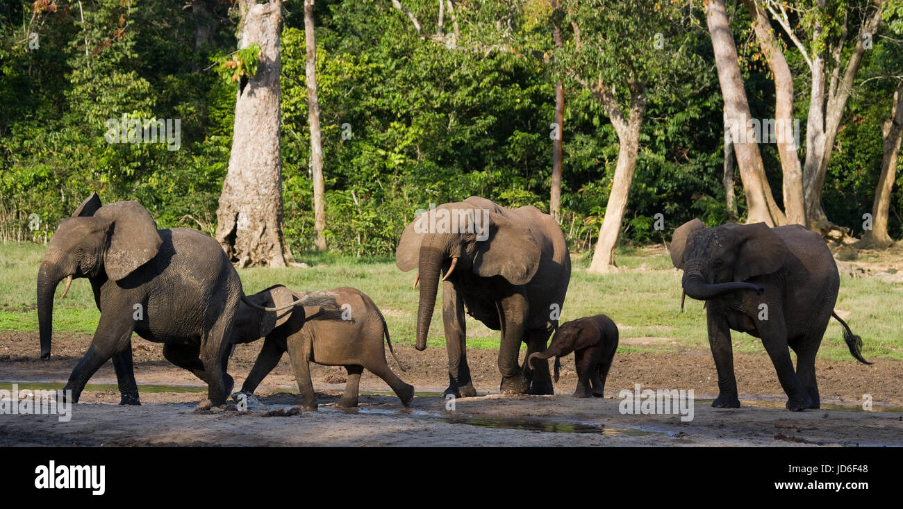 Group of forest elephants in the forest edge. Republic of Congo. Dzanga ...
