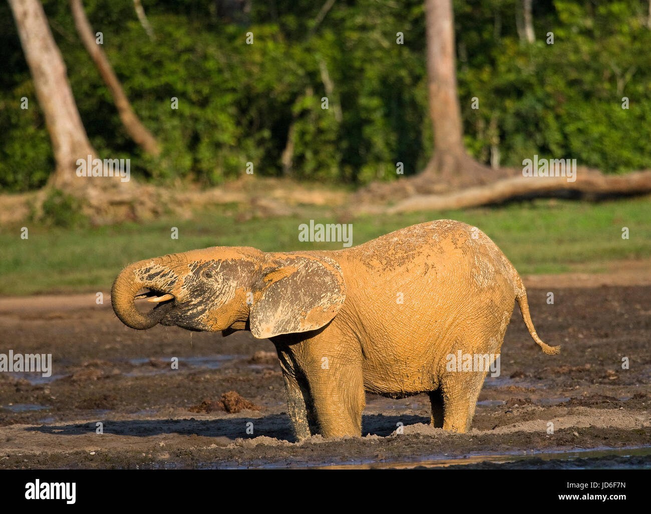 Forest elephant drinking water from a source of water. Central African ...