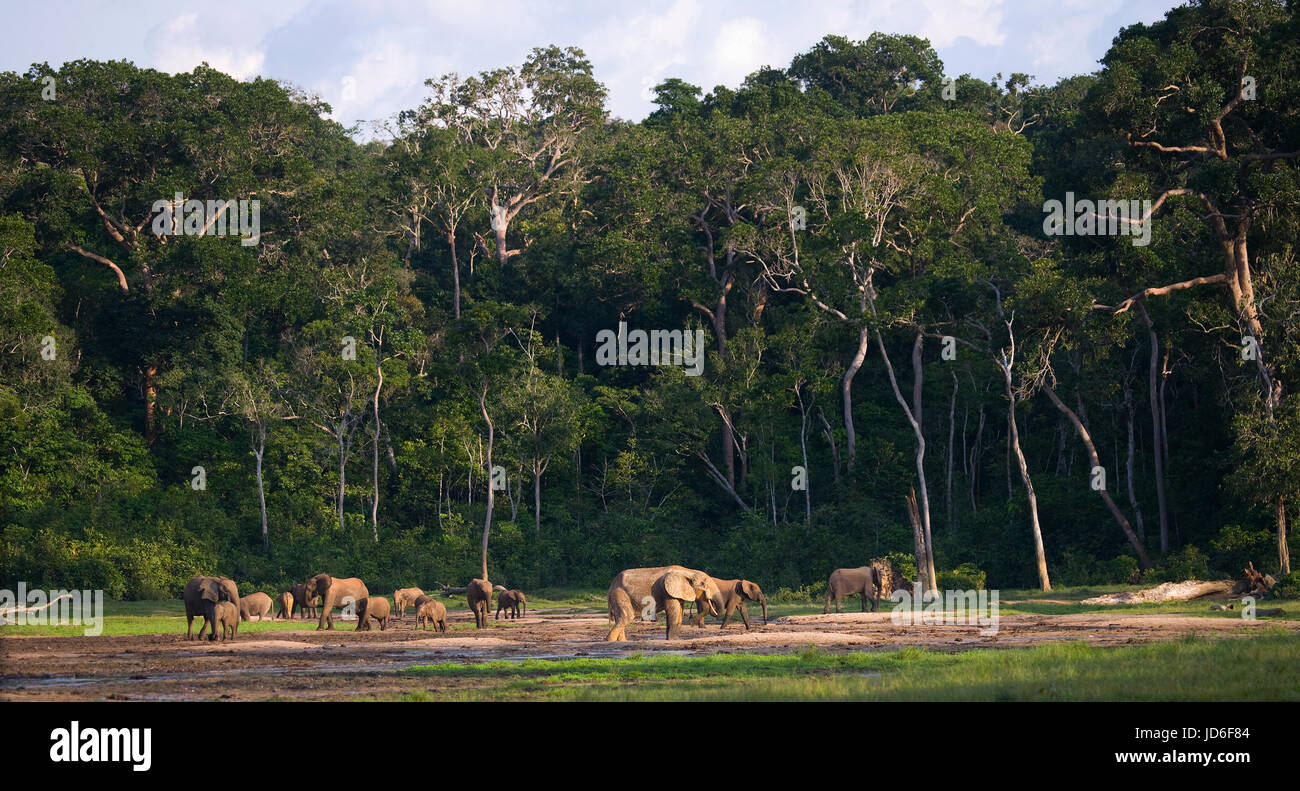 Group of forest elephants in the forest edge. Republic of Congo. Dzanga ...