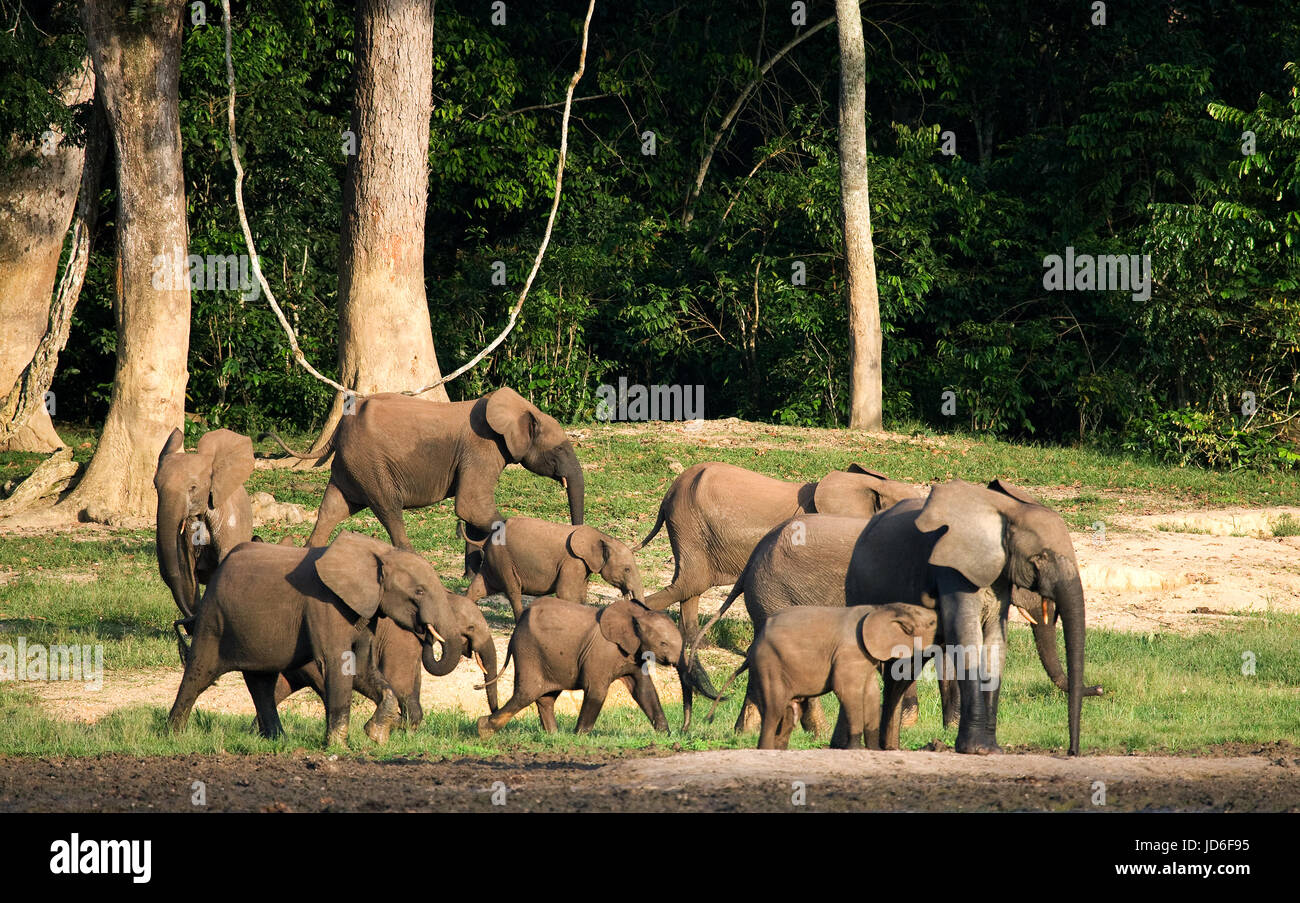 Group of forest elephants in the forest edge. Republic of Congo. Dzanga ...