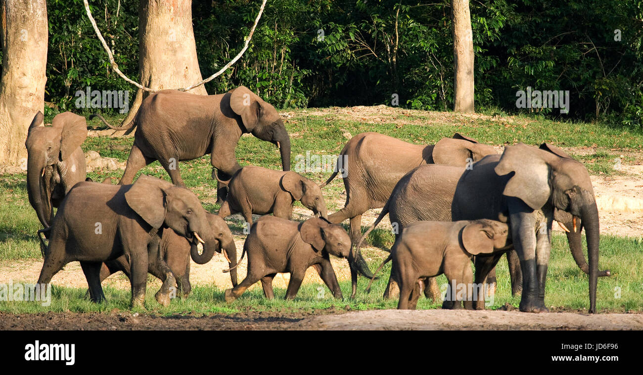 Group of forest elephants in the forest edge. Republic of Congo. Dzanga ...
