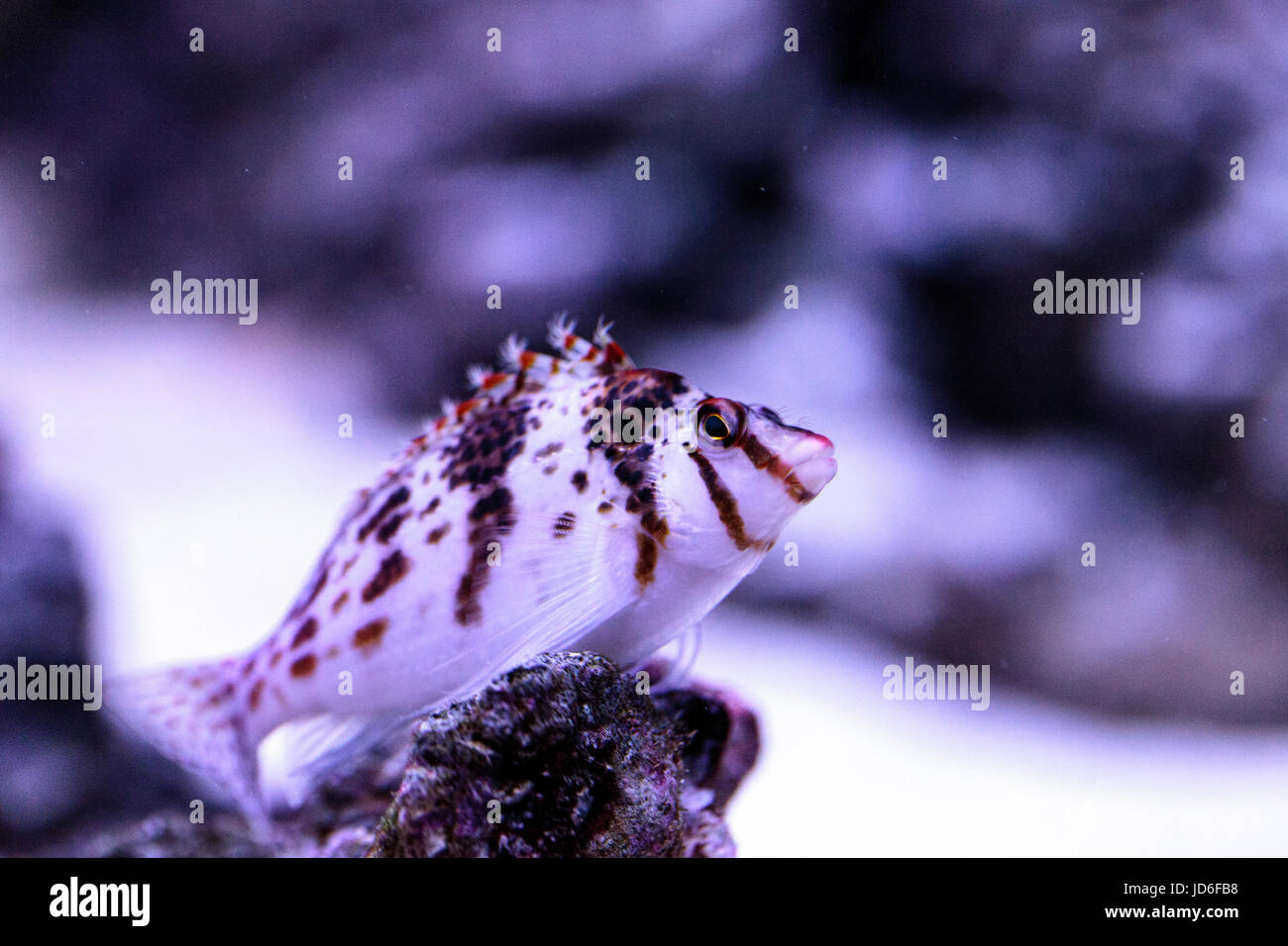 Falco hawkfish Cirrhitichthys falco perches on coral and waits for prey ...