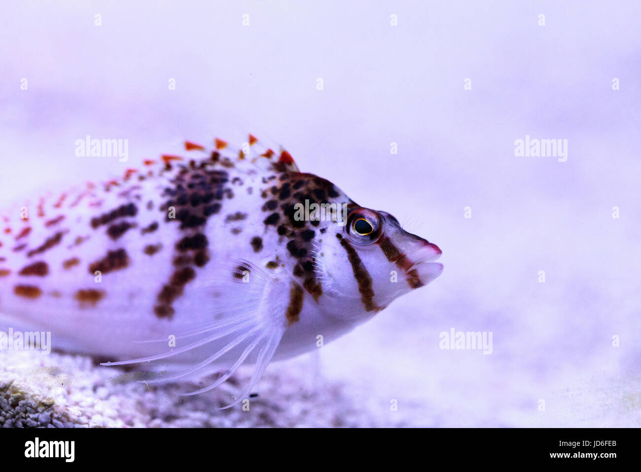 Falco hawkfish Cirrhitichthys falco perches on coral and waits for prey ...