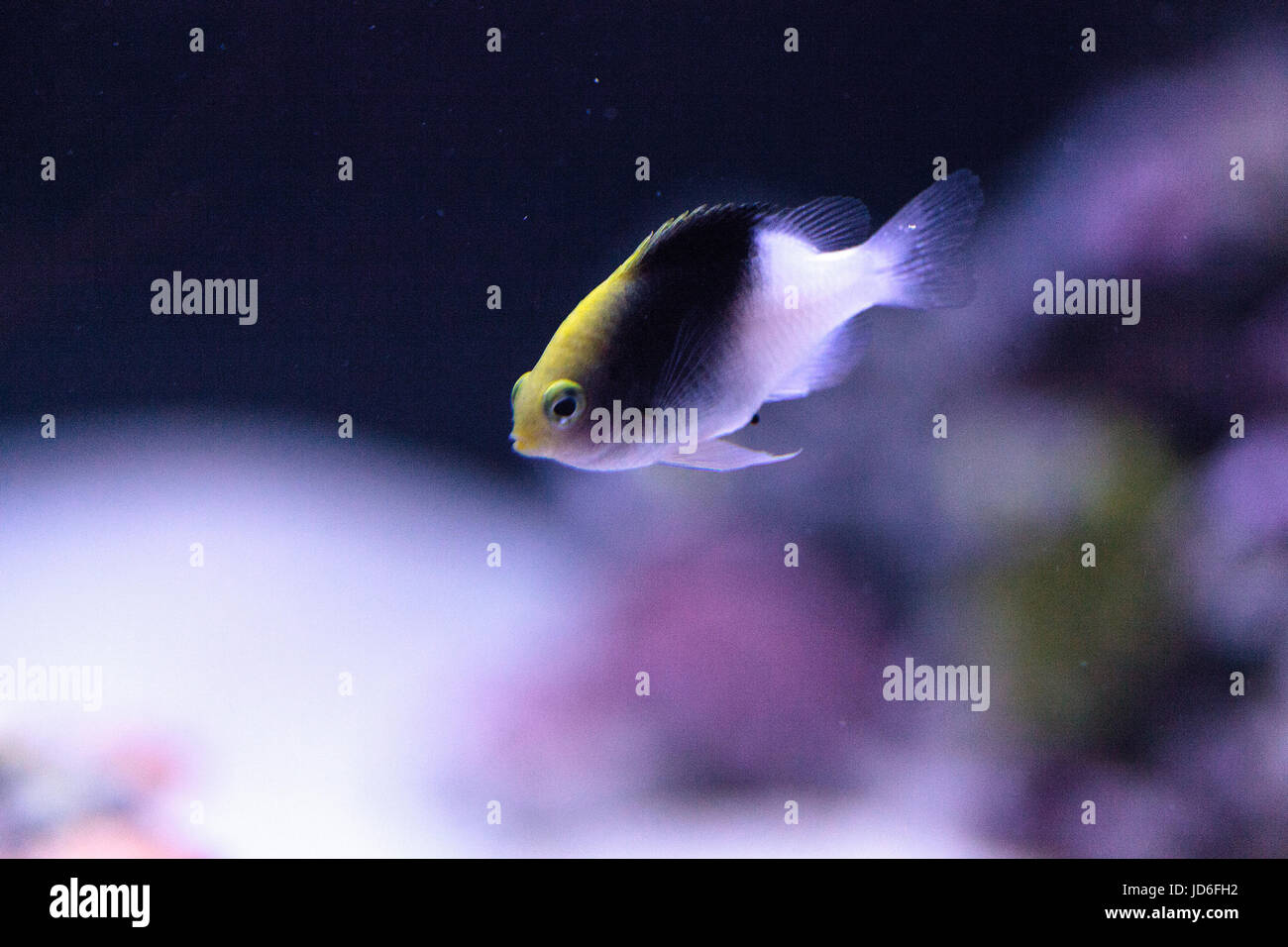 Fiji Yellow Head damsel Chrysiptera rollandi on a coral reef Stock ...