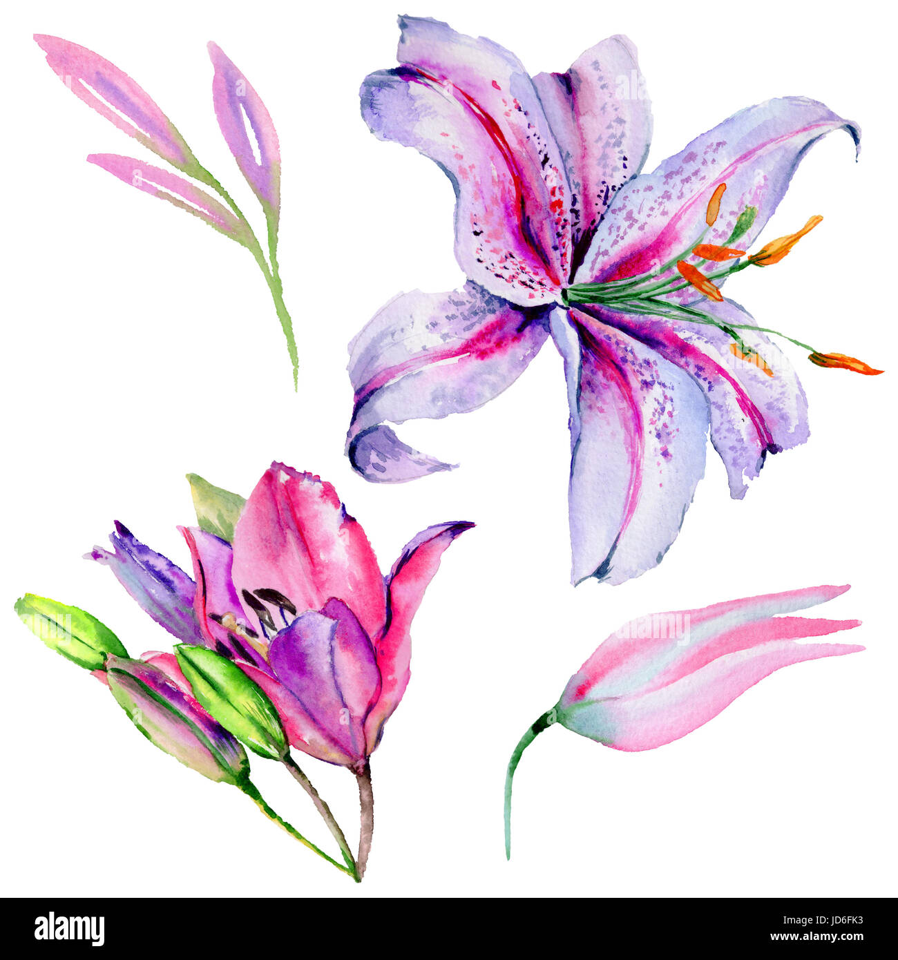 Wildflower lily flower in a watercolor style isolated. Aquarelle wild ...