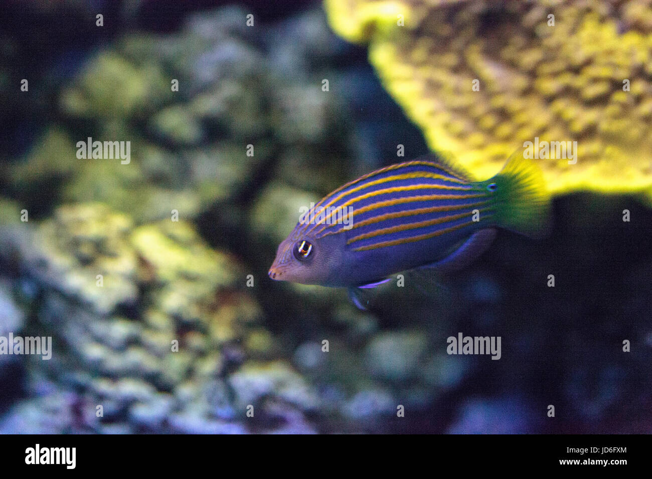 Pinstriped wrasse fish Halichoeres melanurus swims over a coral reef ...