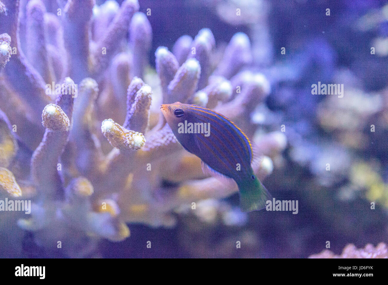 Tail spot wrasse hi-res stock photography and images - Alamy