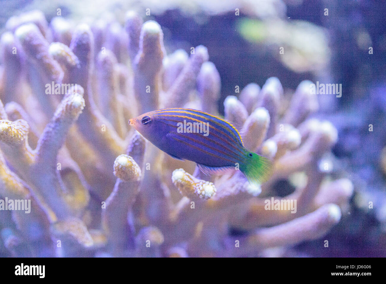 Pinstriped wrasse fish Halichoeres melanurus swims over a coral reef ...