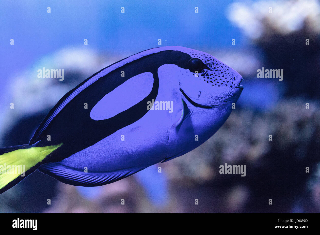 Blue tang, fish hi-res stock photography and images - Alamy