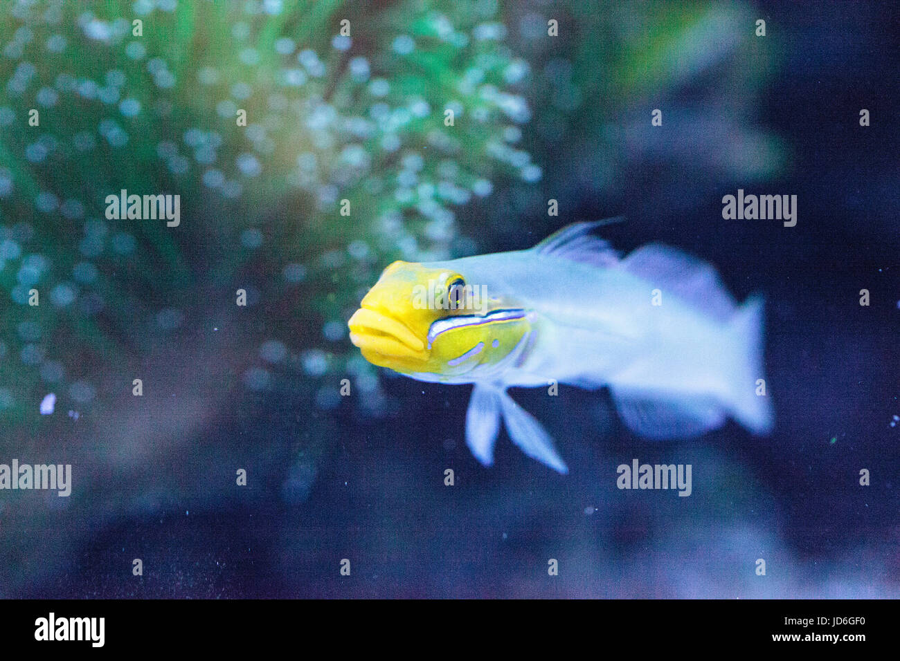 Sleeper gold head goby hi-res stock photography and images - Alamy