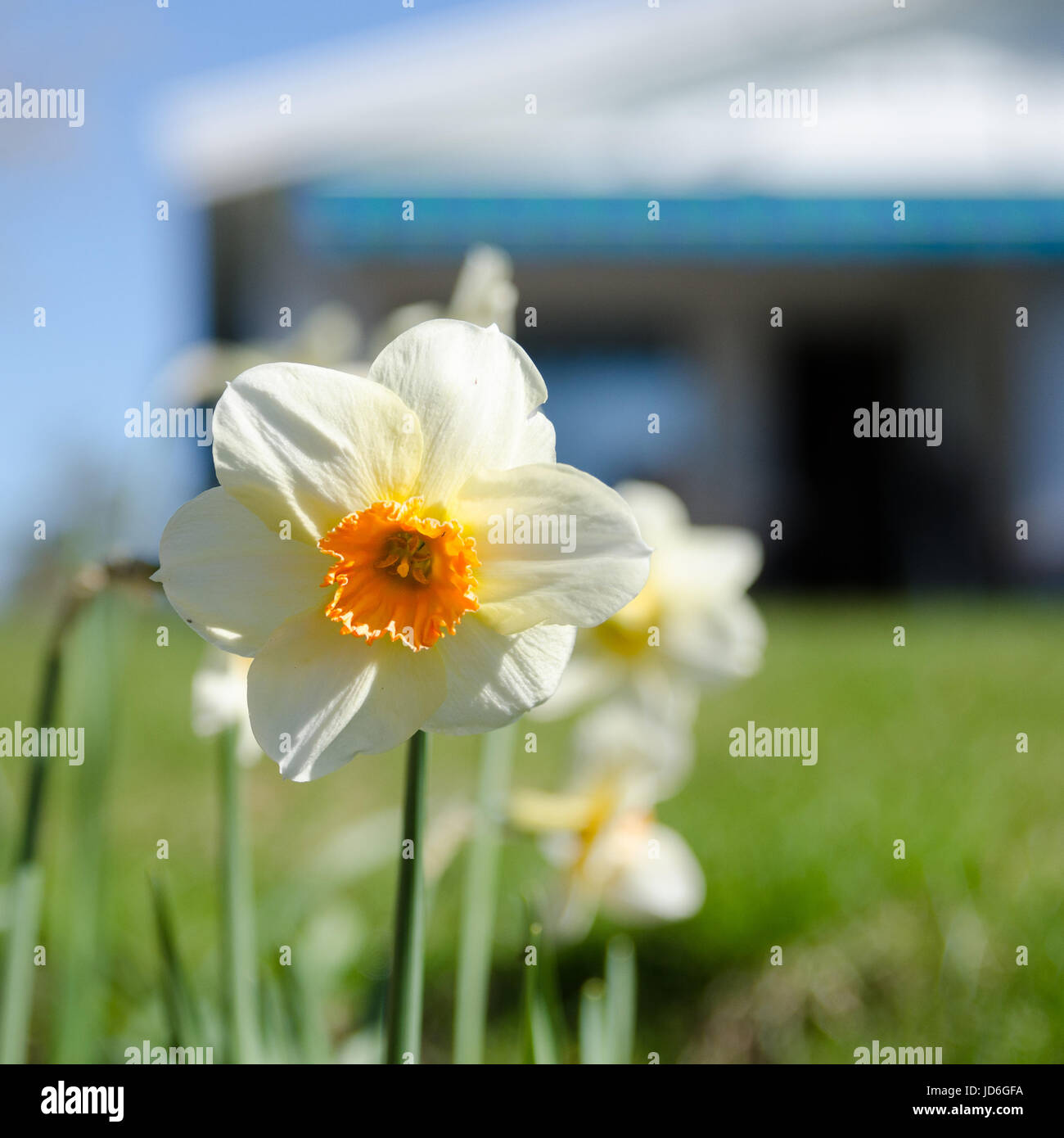 one white and orange beutiful flower from the family narcissus Stock ...