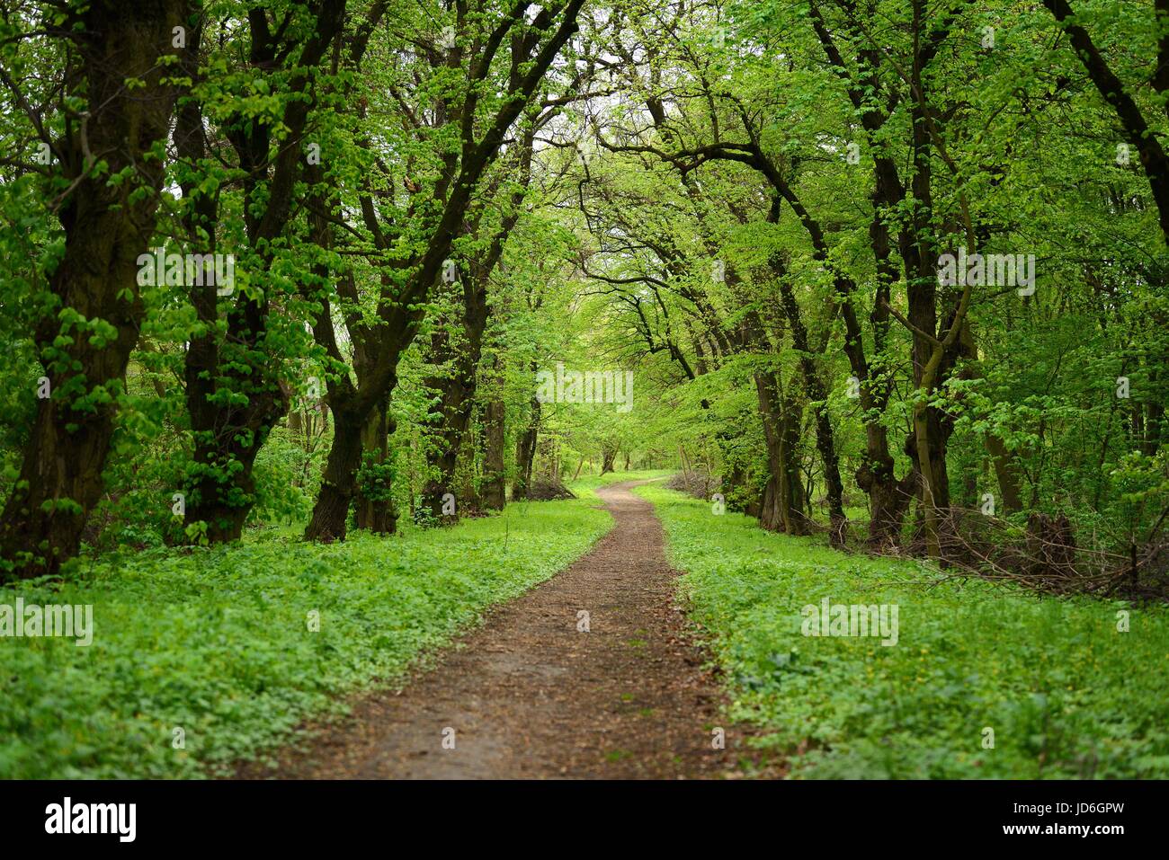 Path in the forest with green trees Stock Photo - Alamy