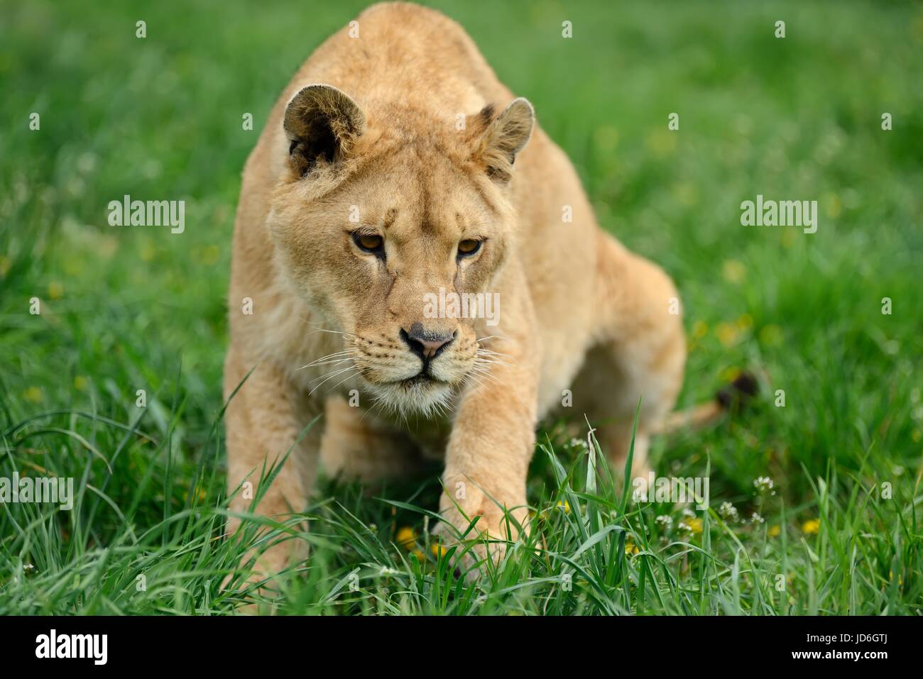 Young lion in green grass Stock Photo - Alamy