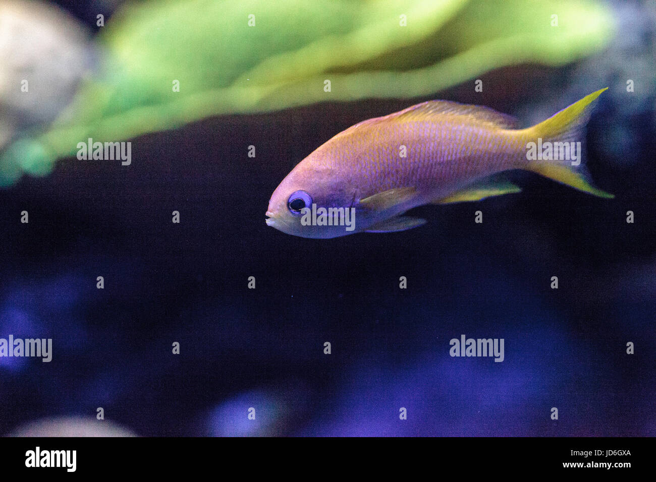 Yellow Lyretail Anthias fish known as Pseudanthias squamipinnis in a ...